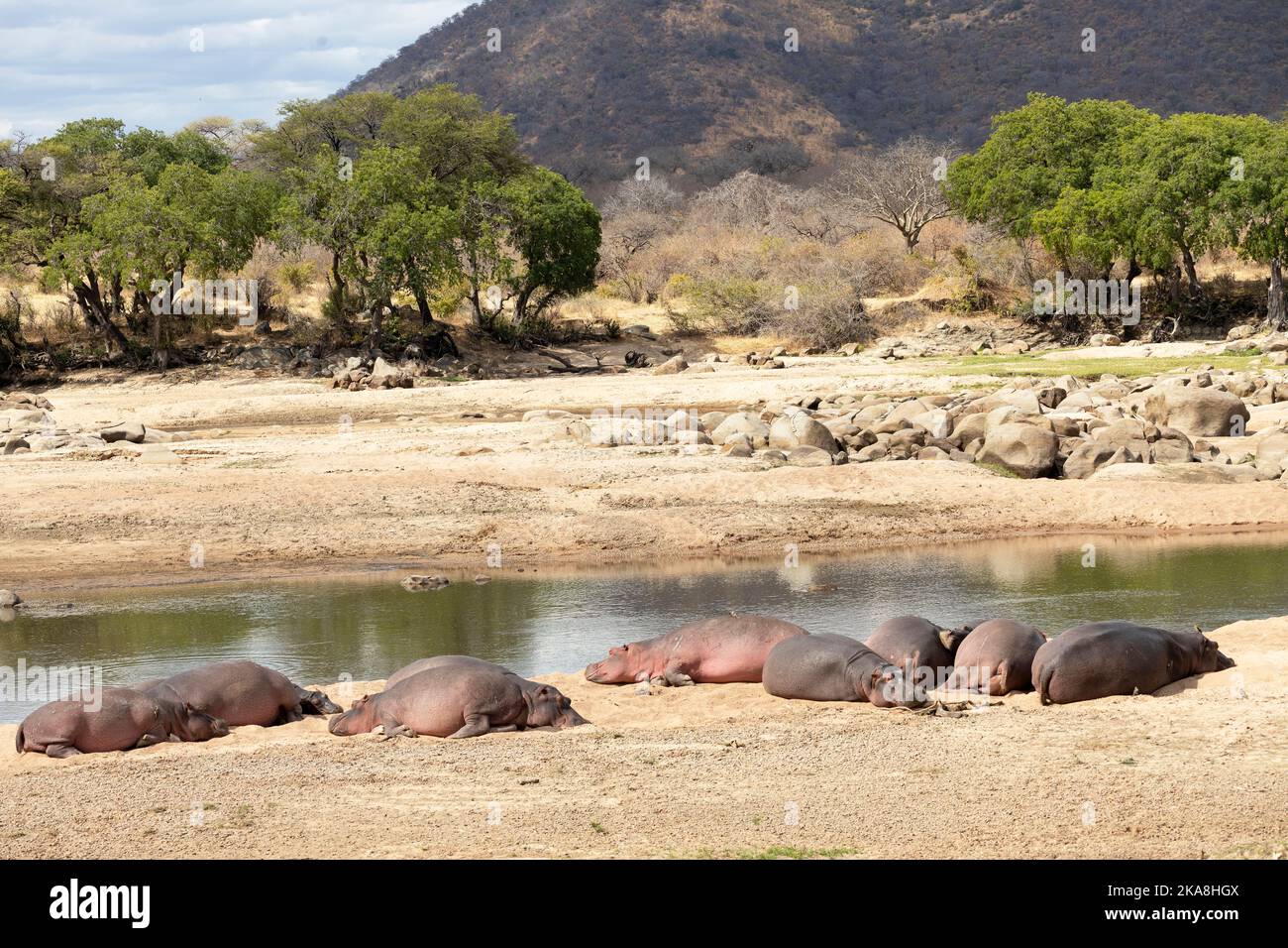 A pod of Hippopotamus siesta on a sandbank in the Great Ruaha River ...