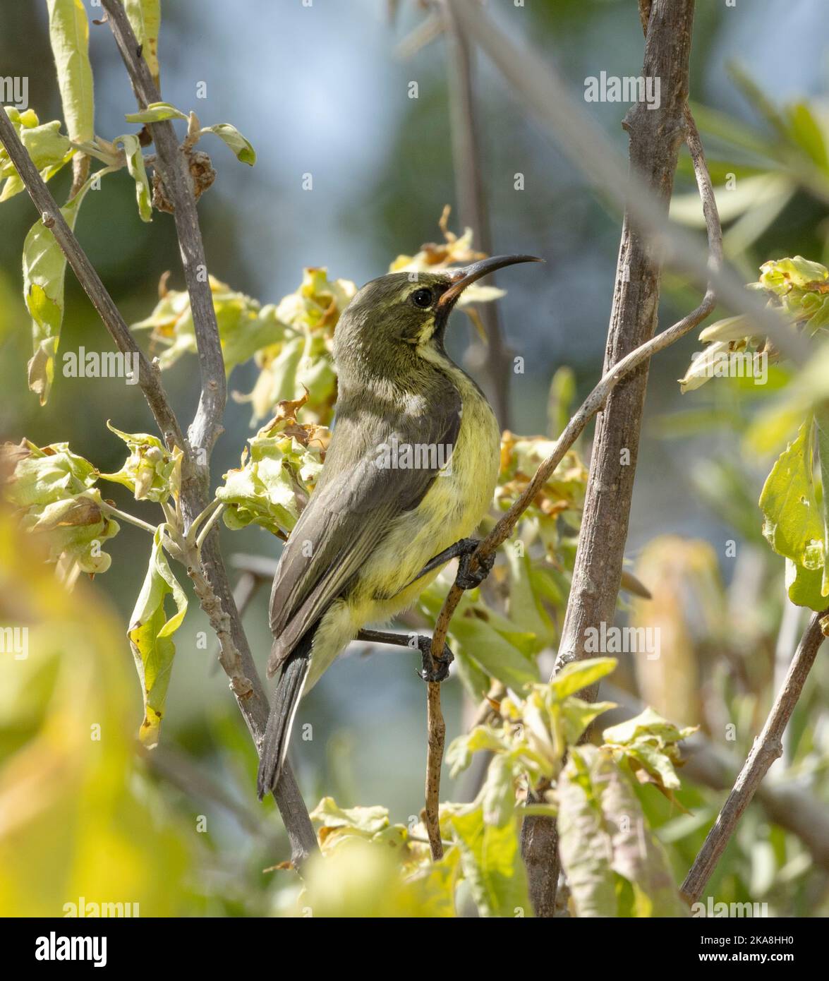 The immature Beautiful Sunbird resembles the adult female, apart from ...