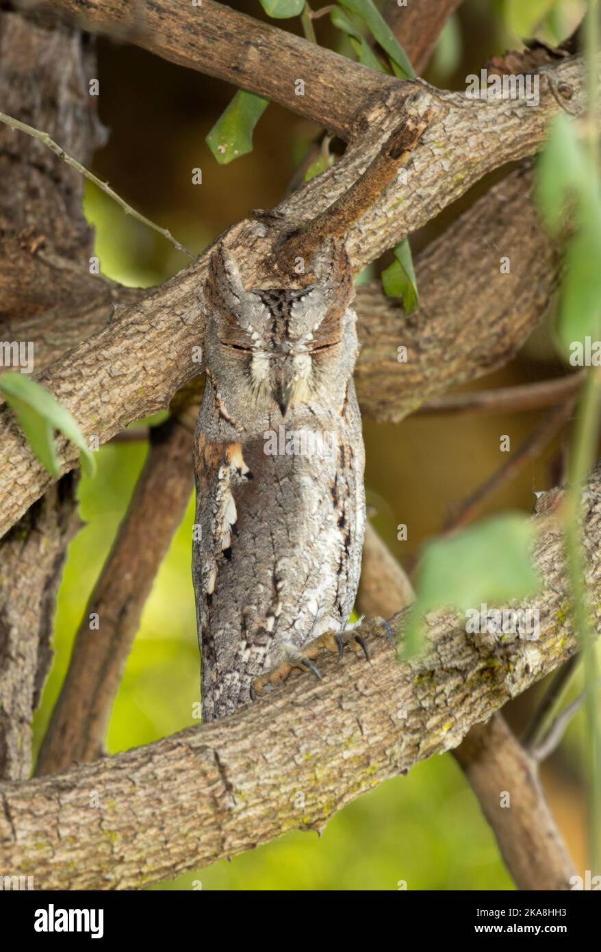 A male African Scops Owl remains close to the nest hole where his ...