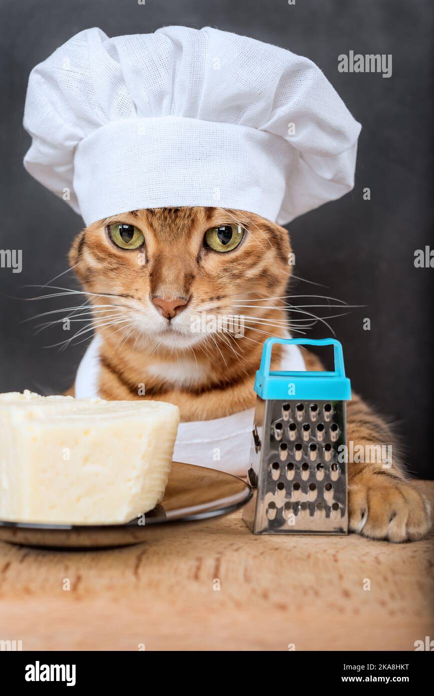 Bengal cat cook with a grater and cheese on a dark background Stock ...