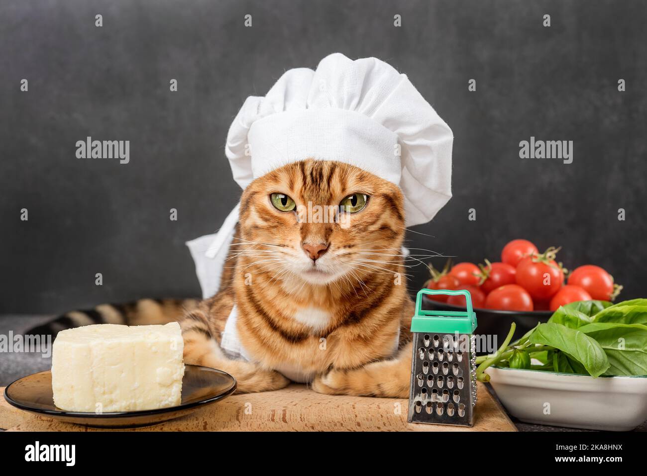 Bengal cat cook with a grater and cheese on a dark background Stock ...