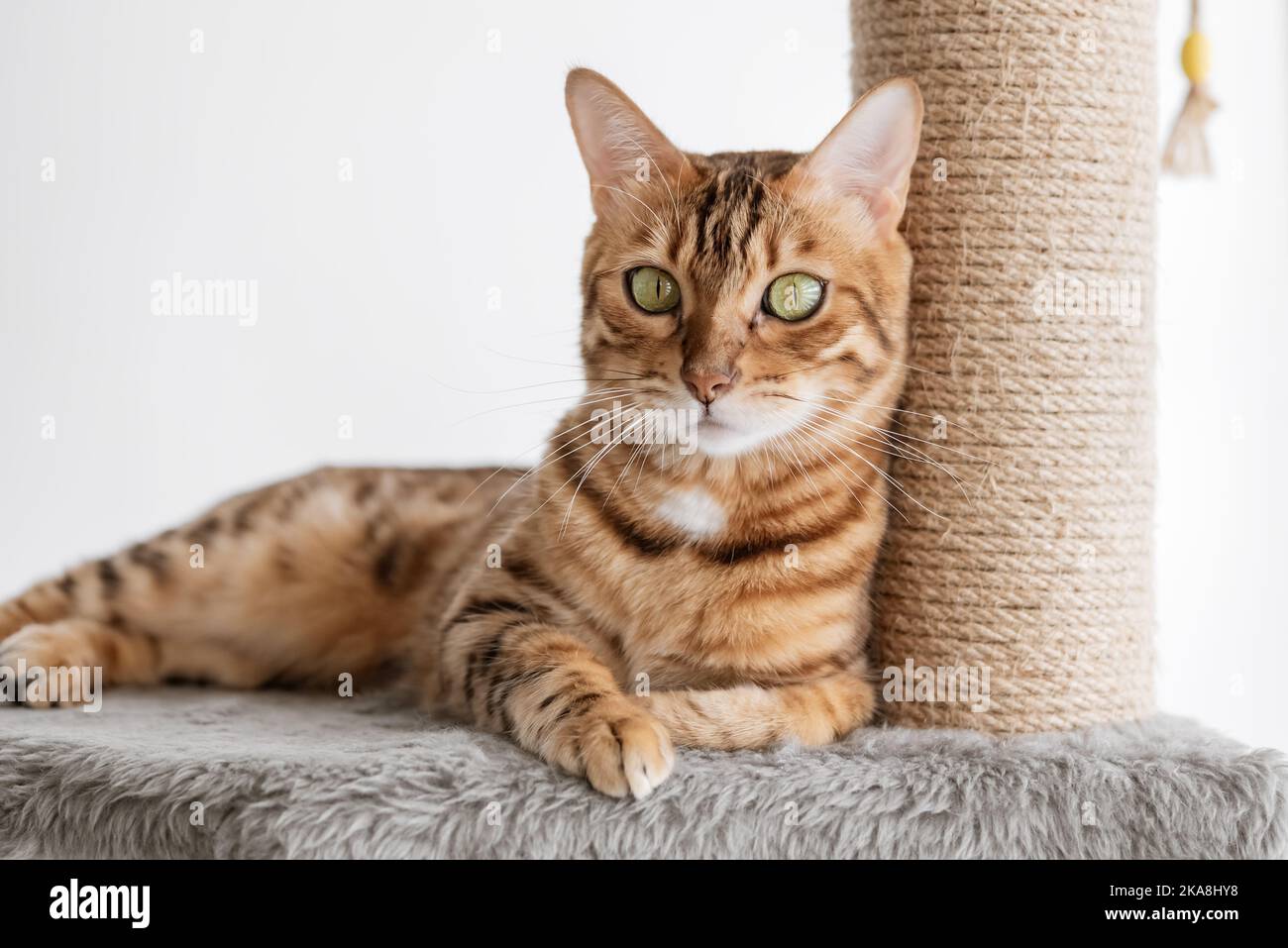 Cute bengal cat and tree in the room. Pet scratching post Stock Photo ...