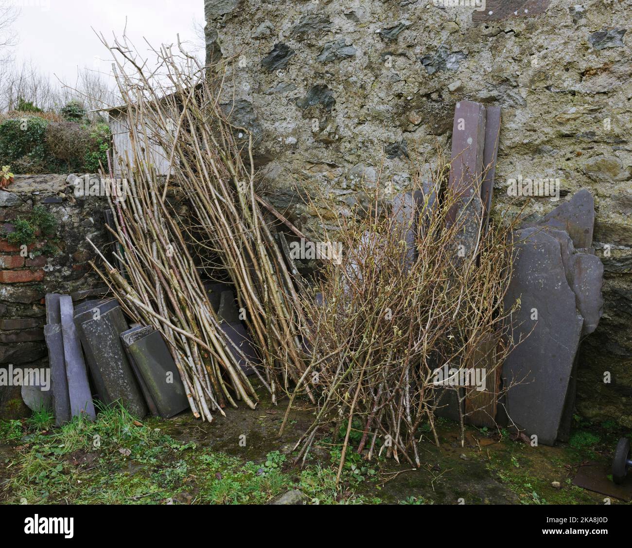 Coppiced hazel winter garden hi-res stock photography and images - Alamy