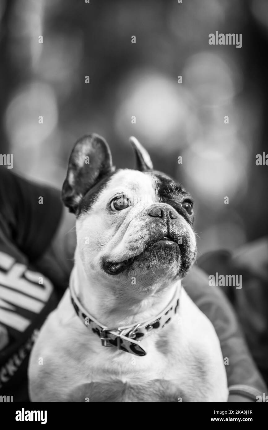 lovely French bulldog play and pose in the forest Stock Photo - Alamy