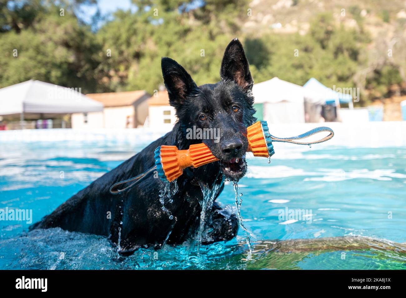 Dock diving dog german shepherd hi-res stock photography and images - Alamy