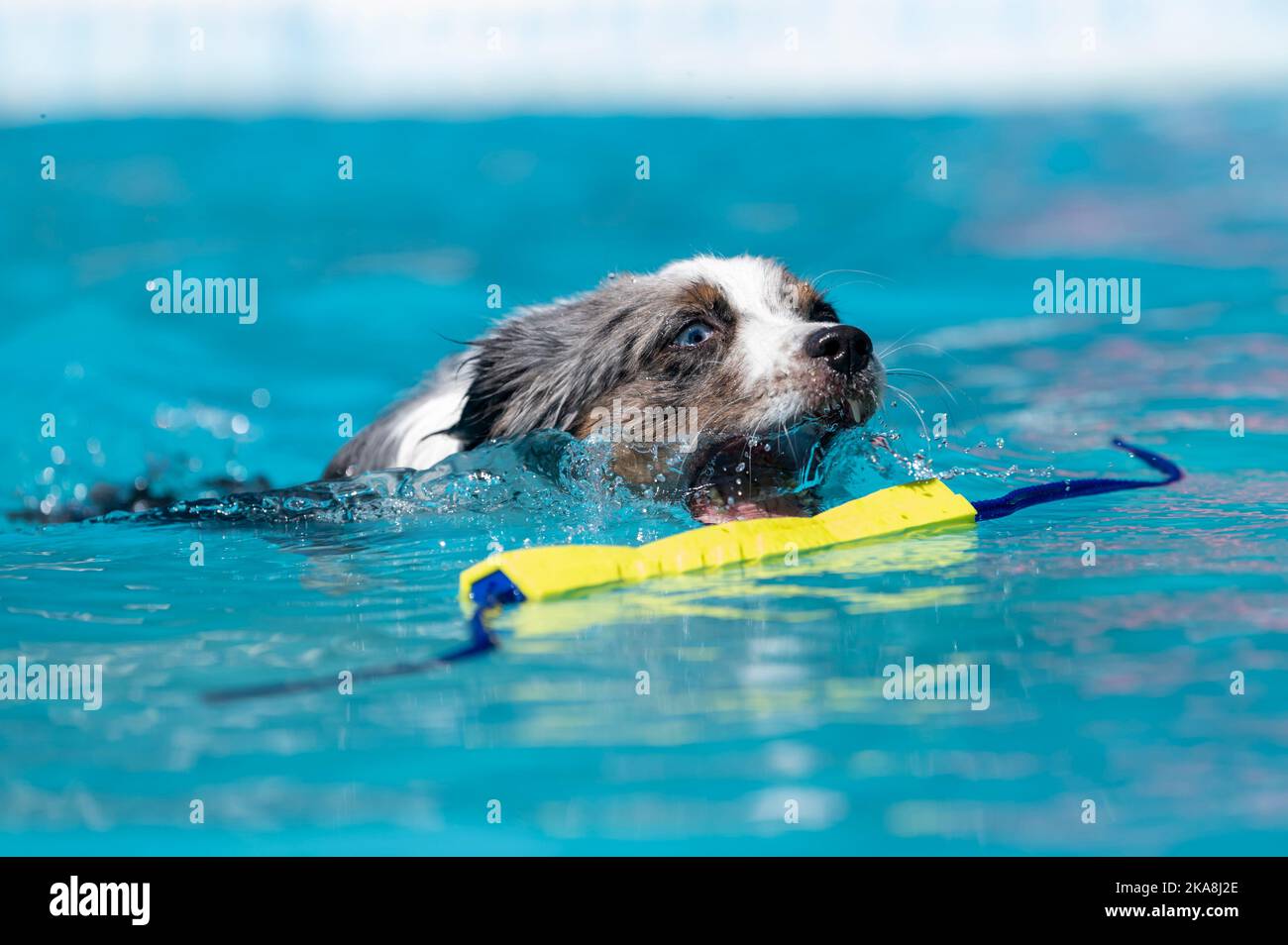 Australian shepherd photos hi-res stock photography and images - Alamy