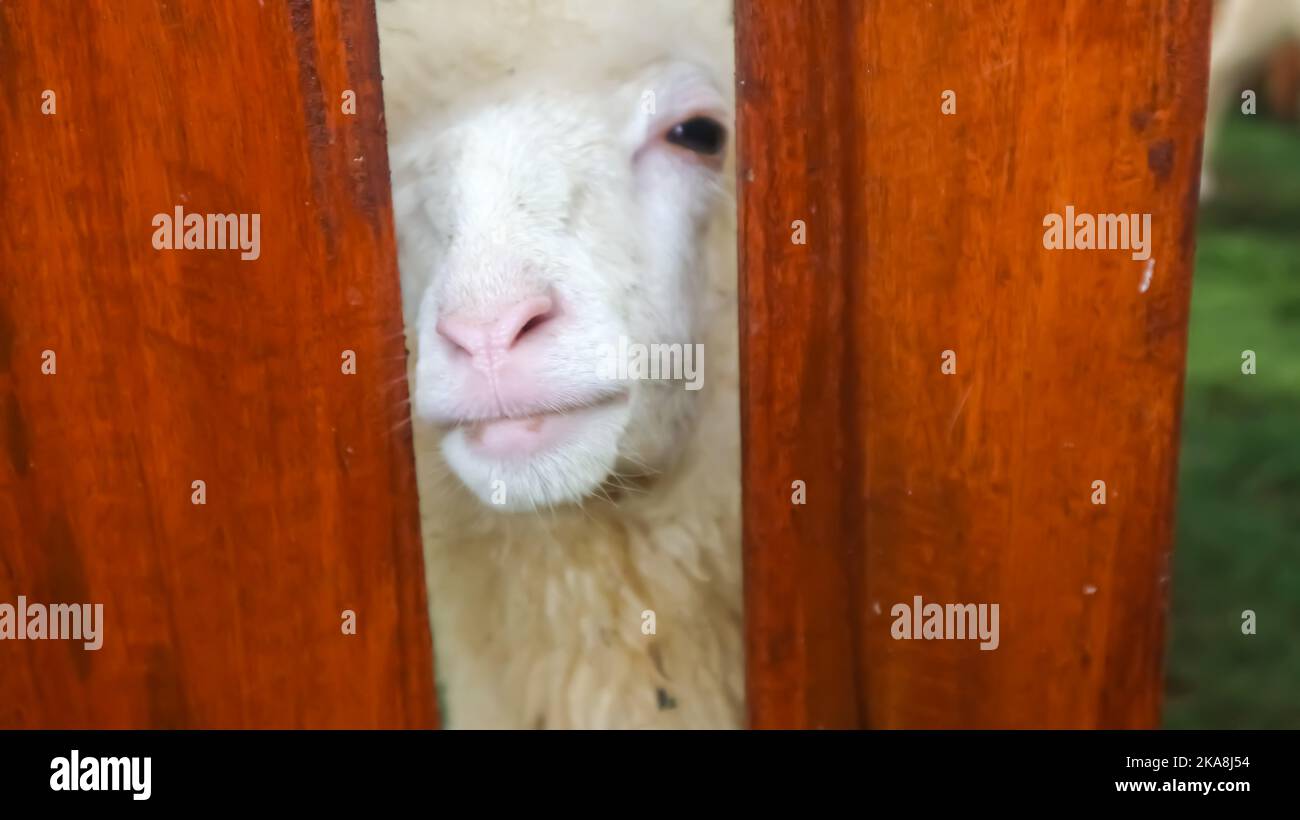 Sheep at gate hi-res stock photography and images - Alamy