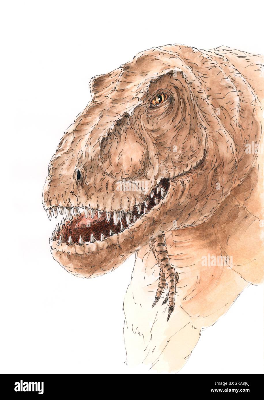 Tyrannosaurid hi-res stock photography and images - Alamy