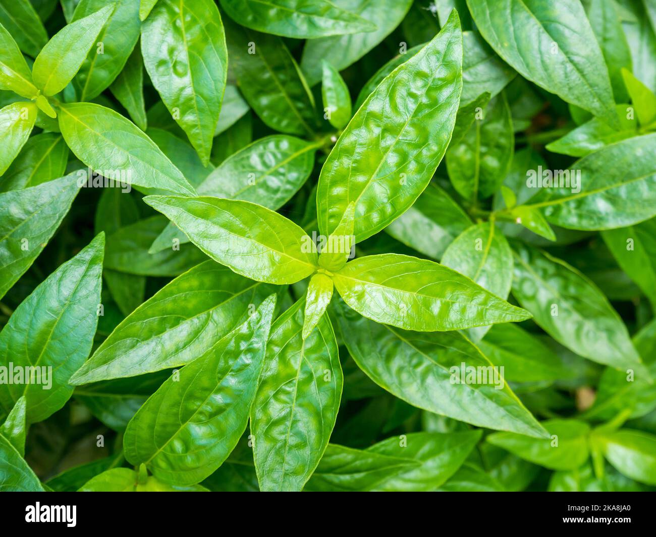 fresh herbal plant leaves Andrographis paniculata ( Burm.f. ) Wall ex ...