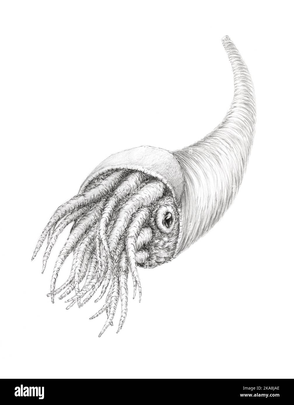 From The Ordovician Period Nautiloids