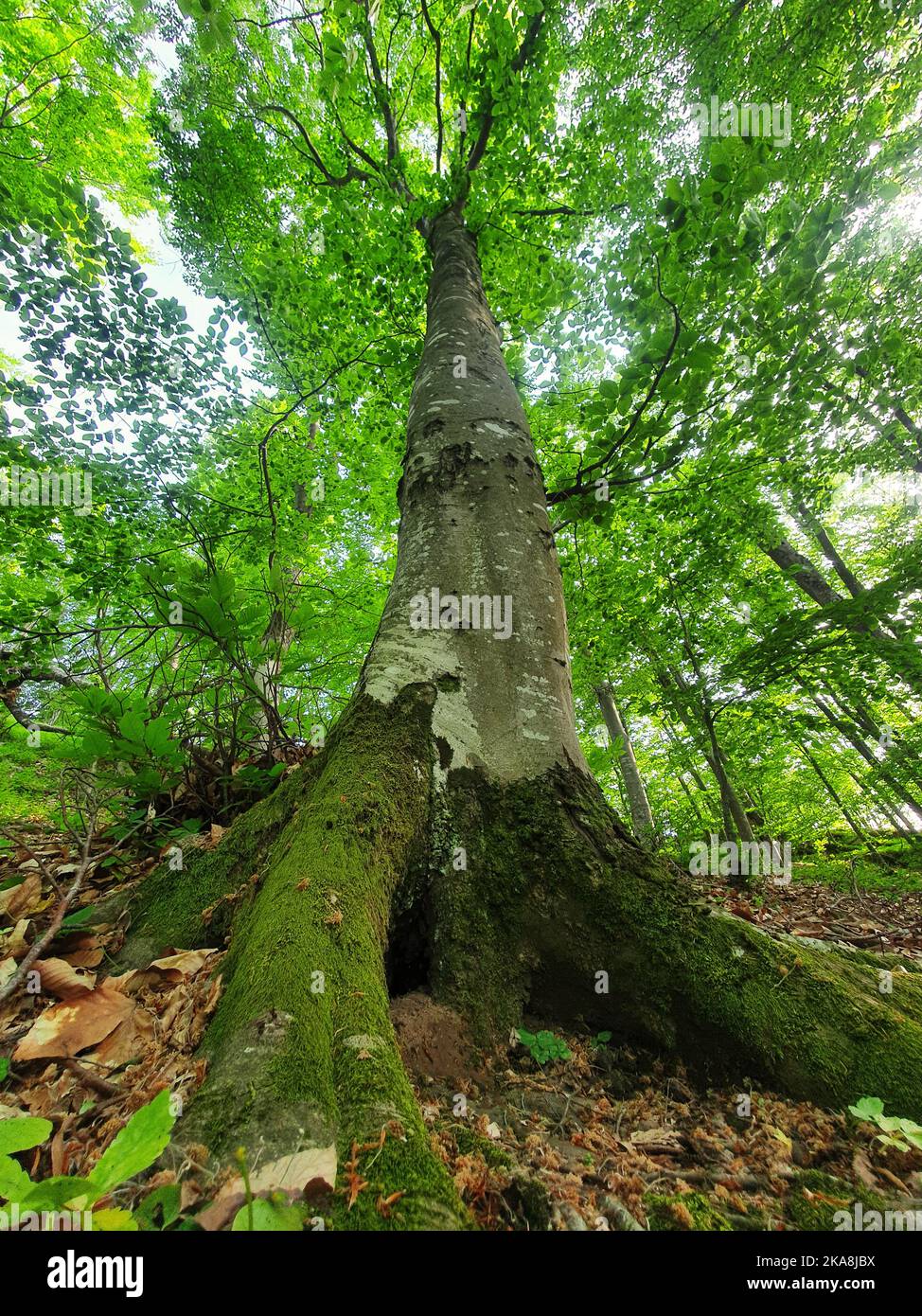 Old big beech tree in the forest Burgas, Bulgaria Stock Photo - Alamy