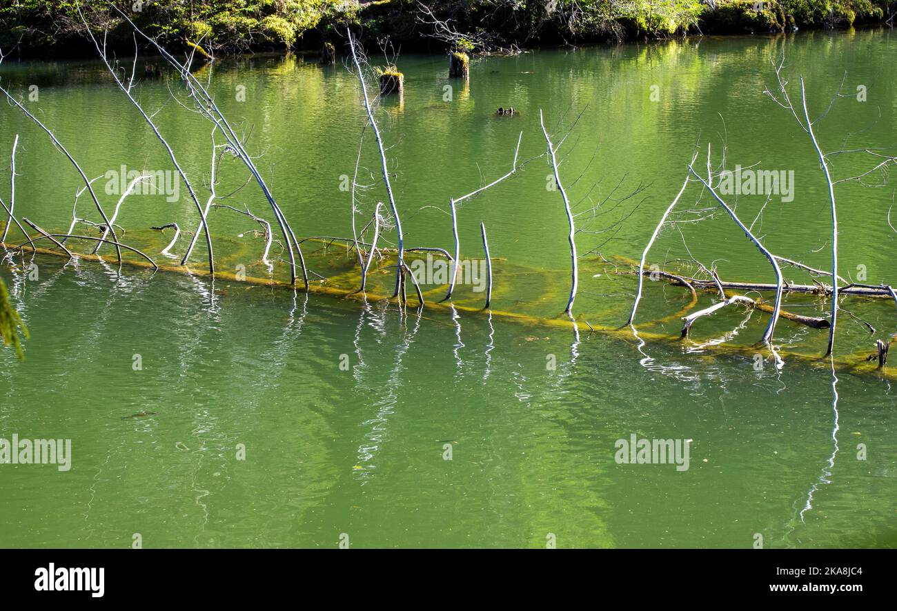 a dry tree falling into the lake water, nature, wild, pine Stock Photo ...
