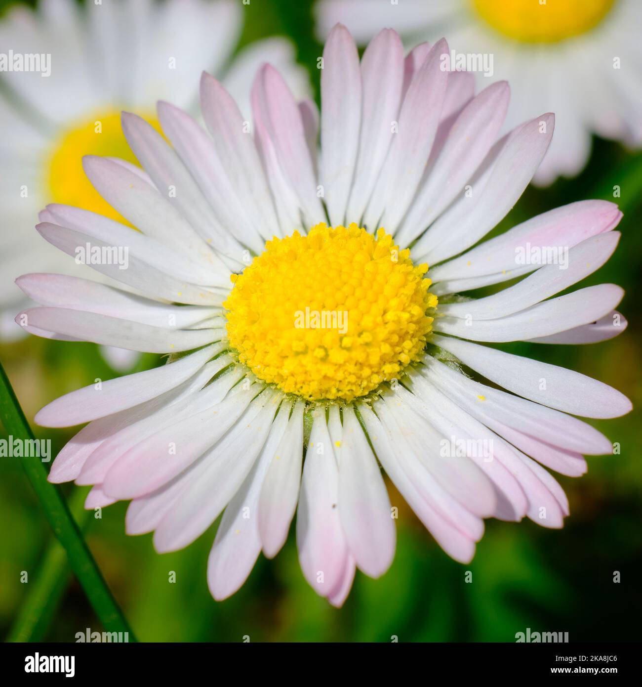 1 1 aspect ratio hi-res stock photography and images - Alamy