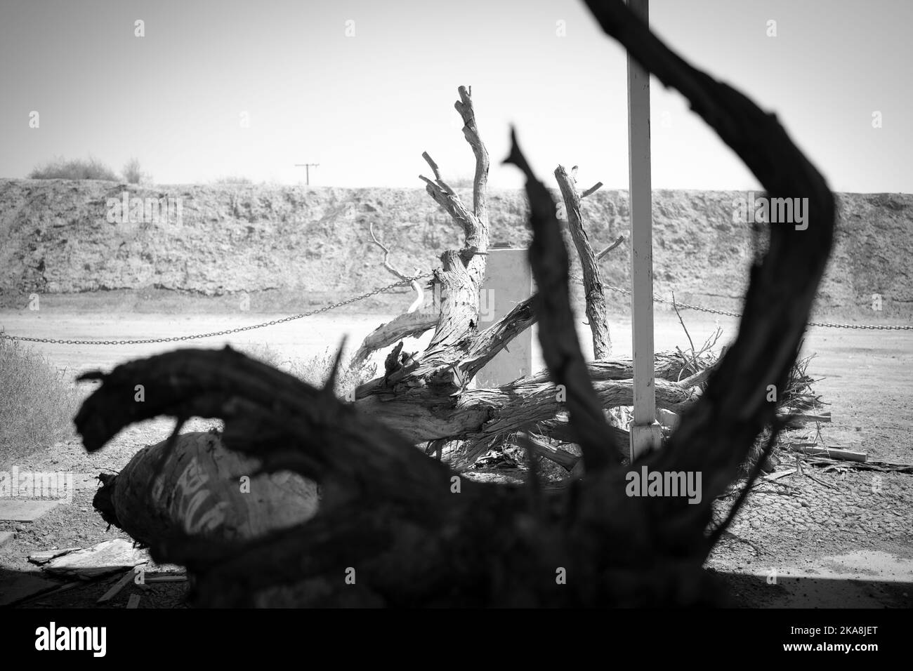 Dead trees coast Black and White Stock Photos & Images - Alamy