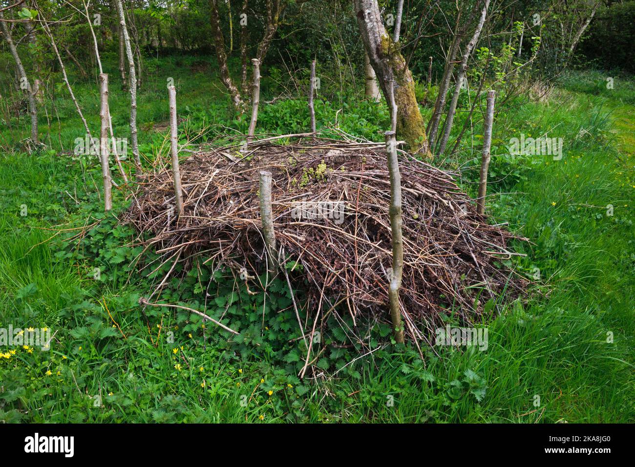 Old Brush Stack near Plas Coch Boundary, looking west towards Holly in ... Old Brush Stack near Plas Coch Boundary, looking west towards Holly in ...