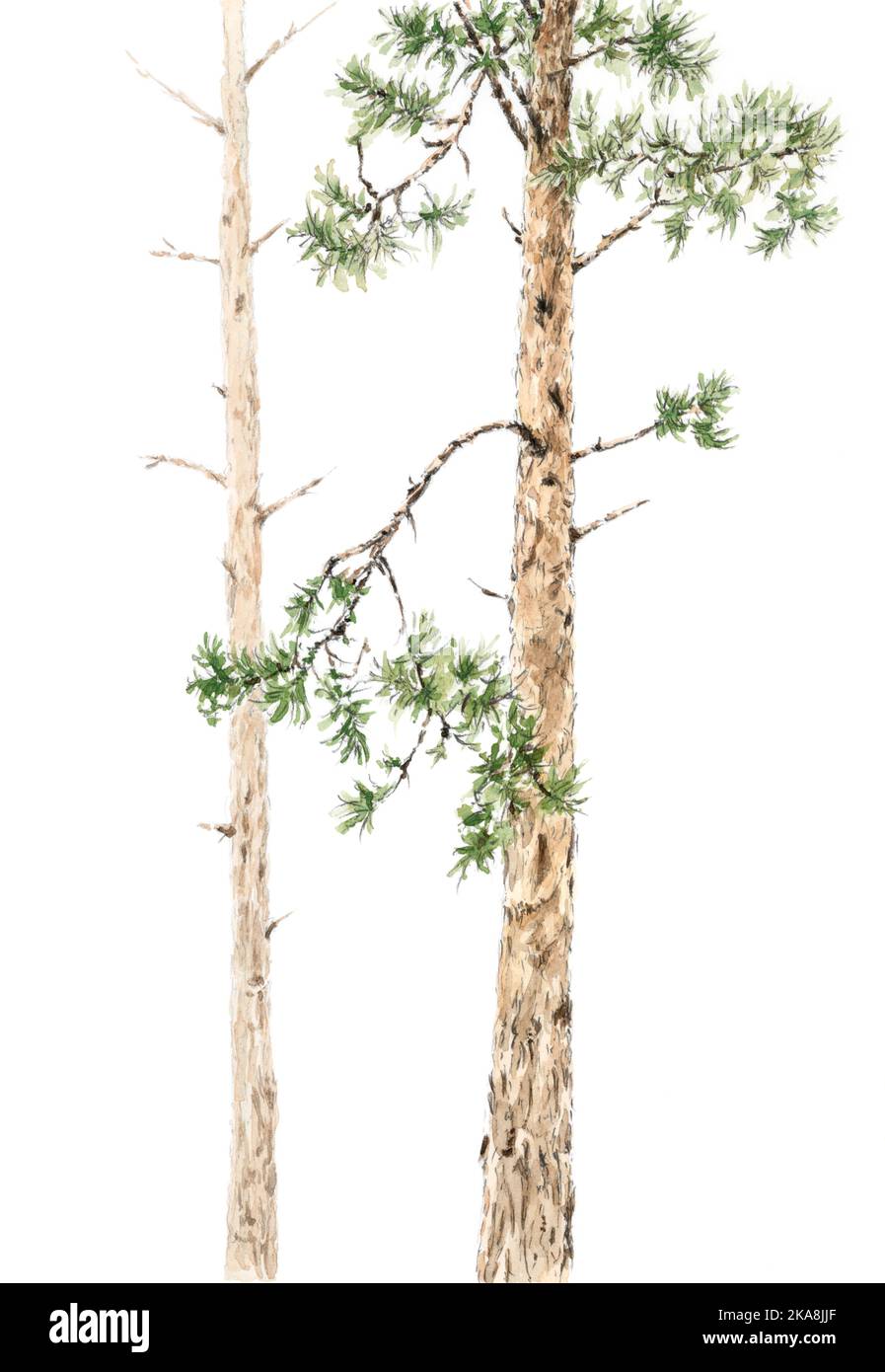 Coniferous trees on white background. Watercolor on paper Stock Photo ...