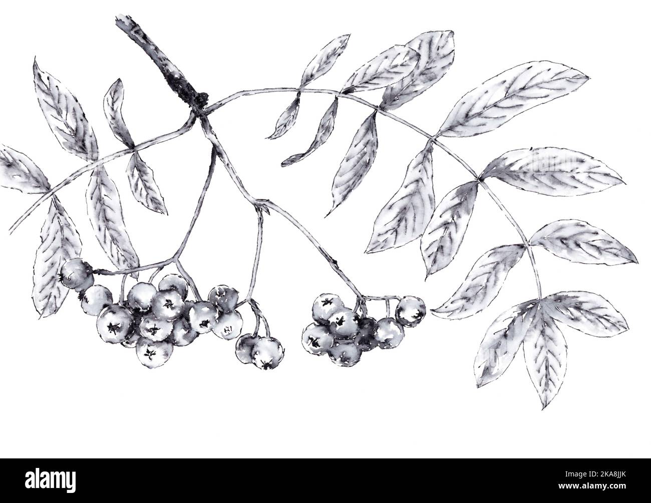 How to draw fruits hi-res stock photography and images - Alamy