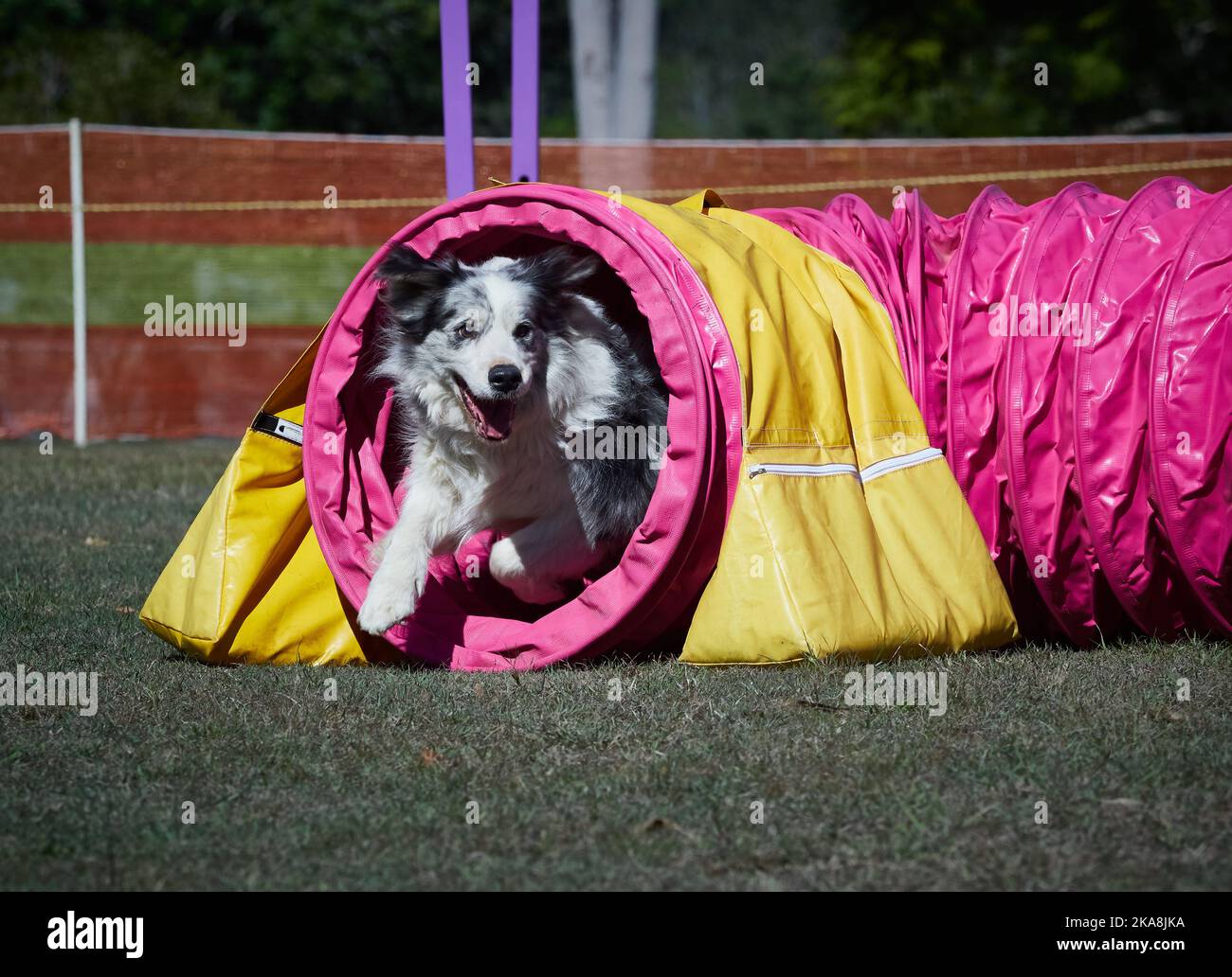 Blue merle border collie running hi-res stock photography and images ...