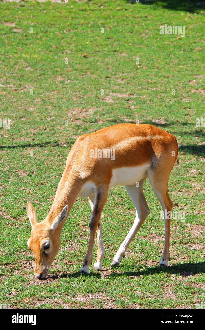 Antelope baby in grassland hi-res stock photography and images - Alamy