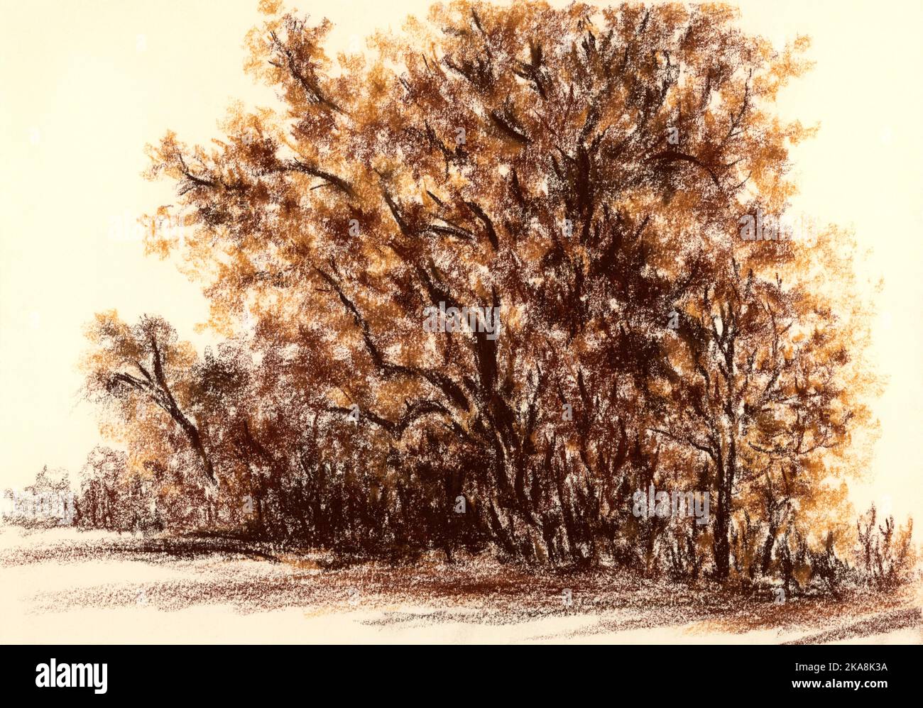 Trees. Sepia and tinted charcoal on paper Stock Photo - Alamy