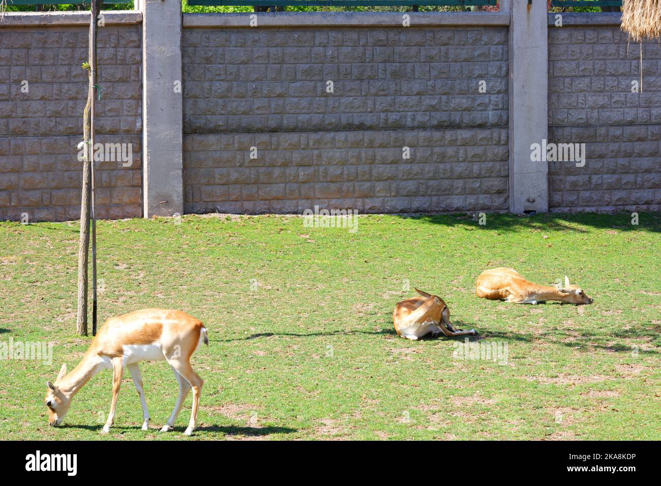 Feeding impala in zoo hi-res stock photography and images - Alamy