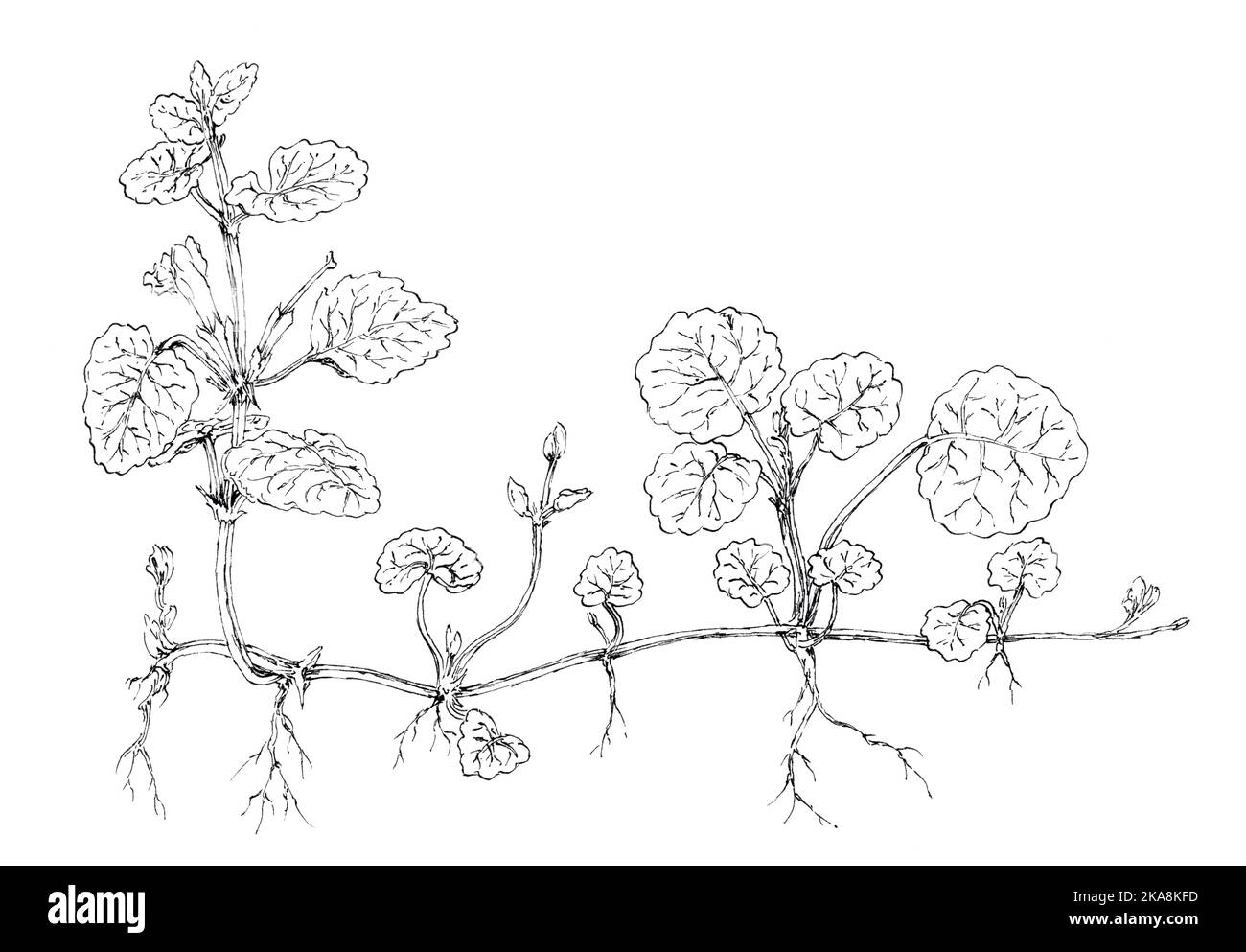 Black white drawing on ground Cut Out Stock Images & Pictures - Alamy