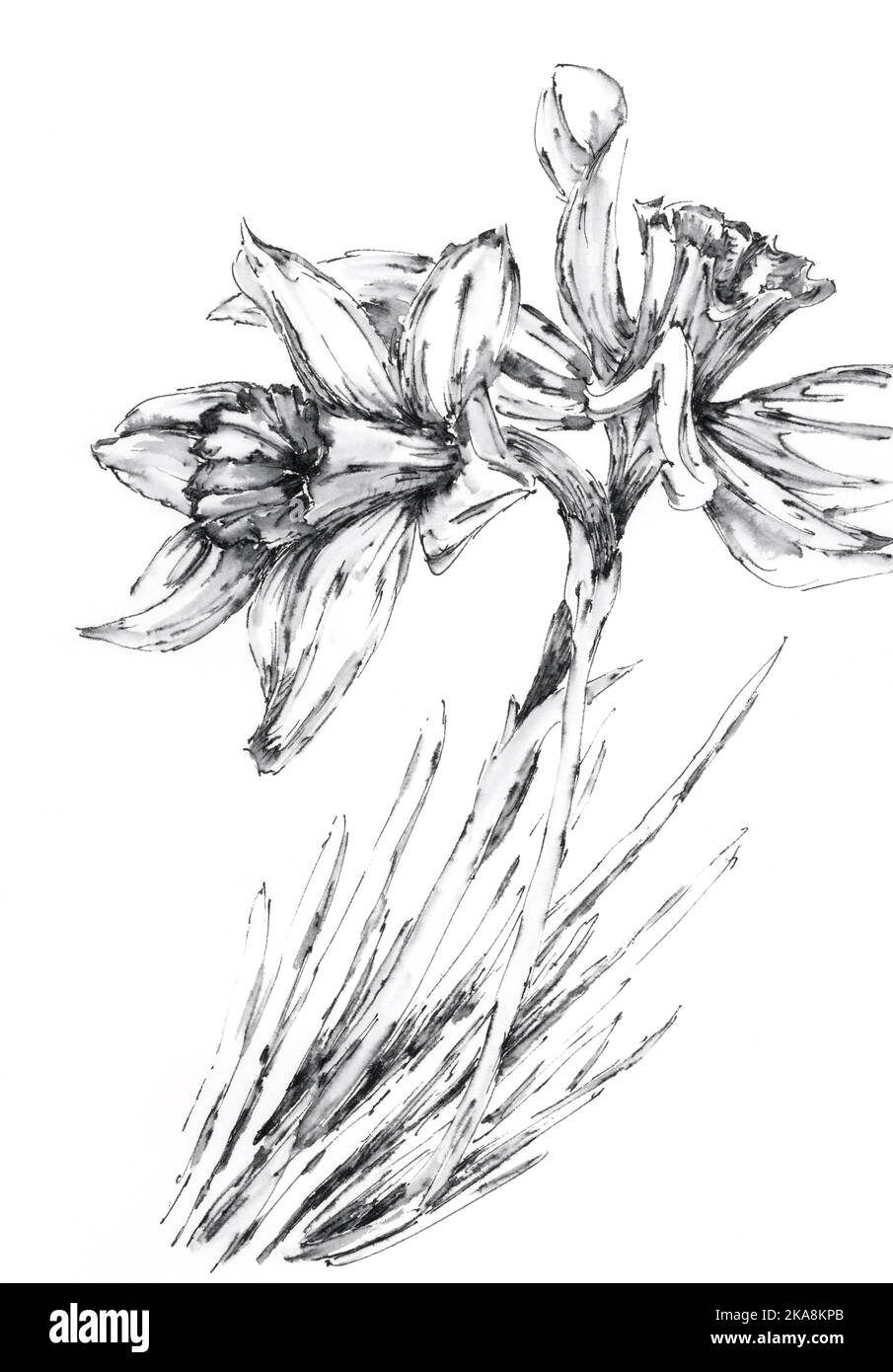 Ink pencil leaves flowers hi-res stock photography and images - Alamy