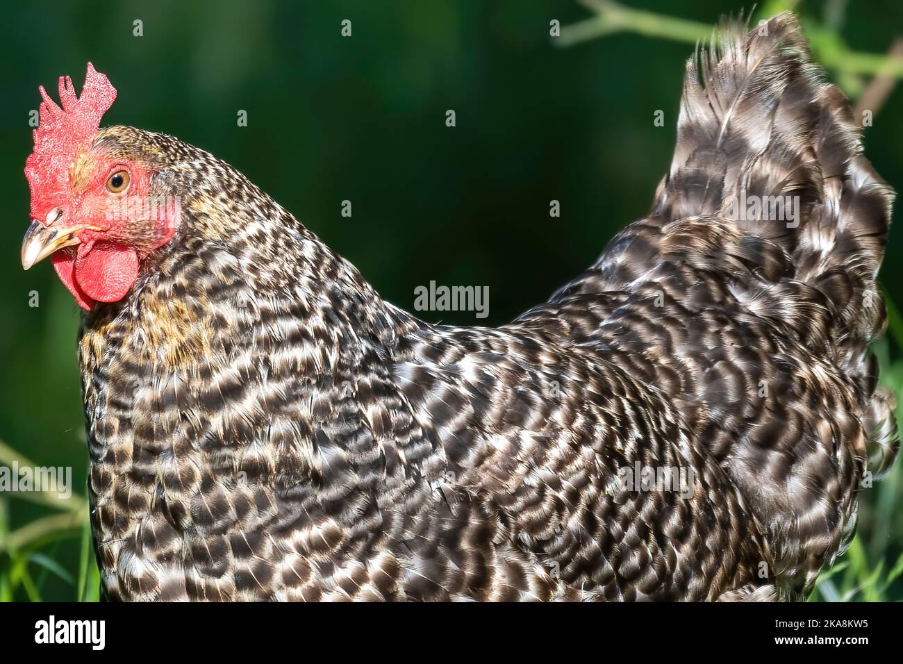 nice farm animal in the sun Stock Photo - Alamy