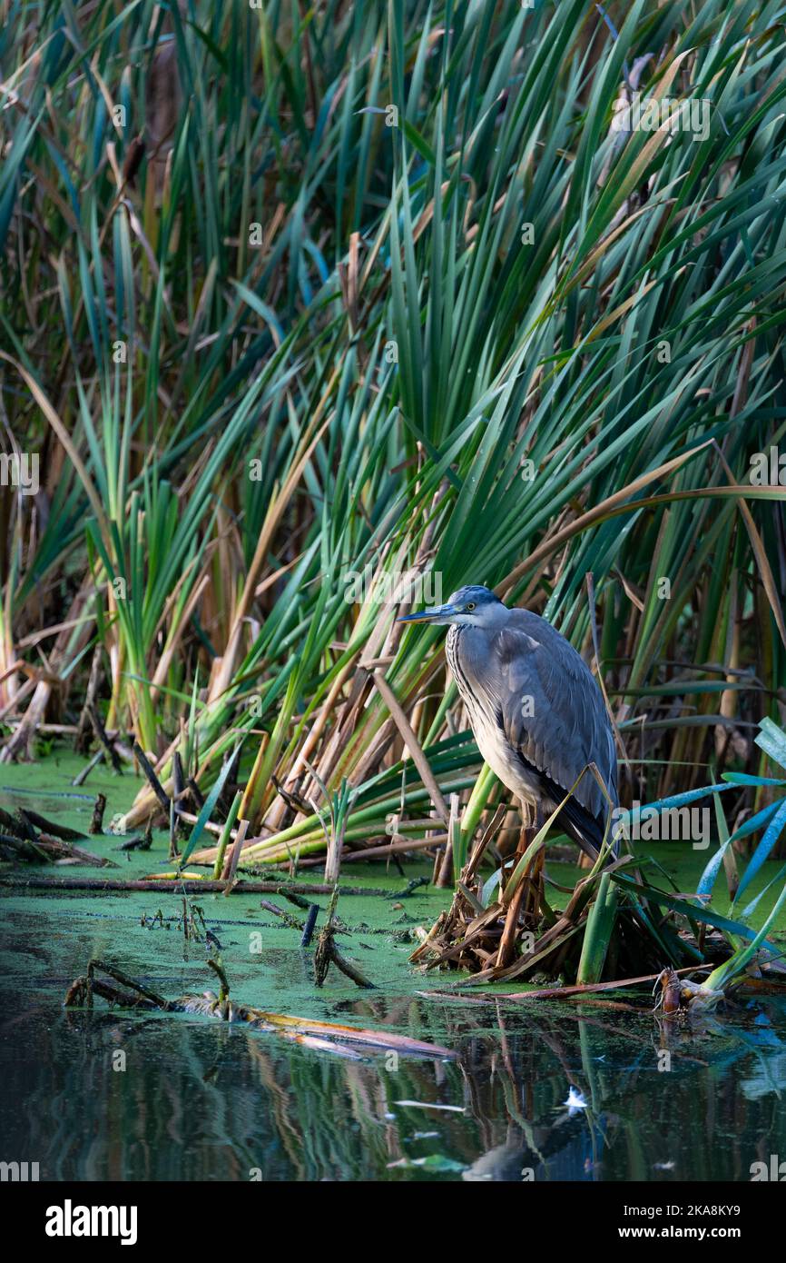common wild birds Stock Photo - Alamy