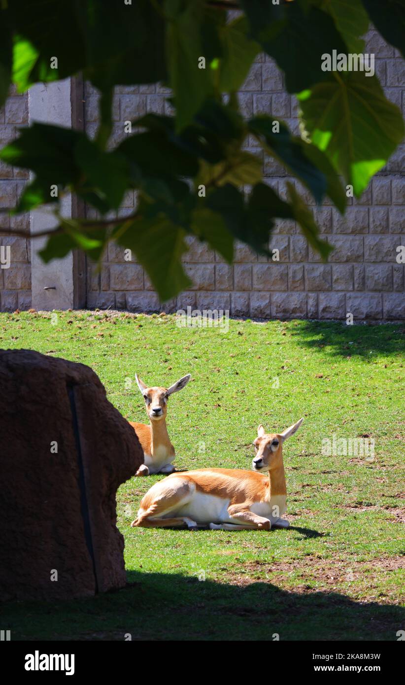 Baby antelope lying in grass hi-res stock photography and images - Alamy