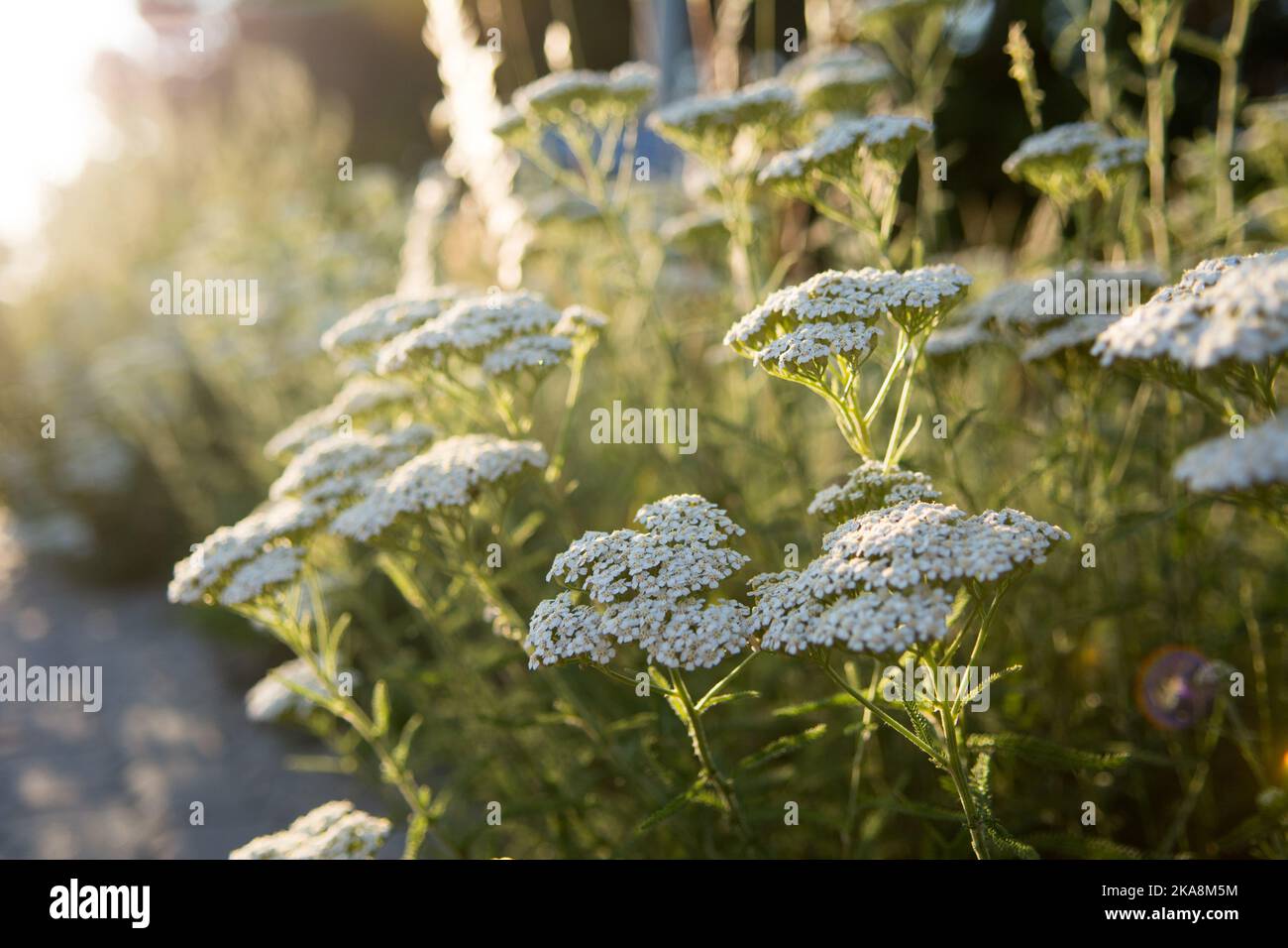 Yarrow with white flowers growing at the edge of a road Stock Photo - Alamy