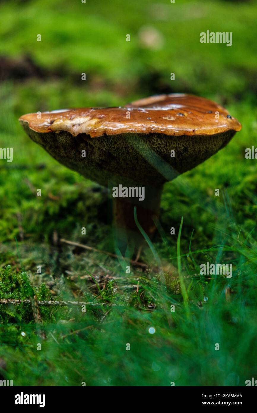 A vertical closeup of Imleria badia, commonly known as the bay bolete ...