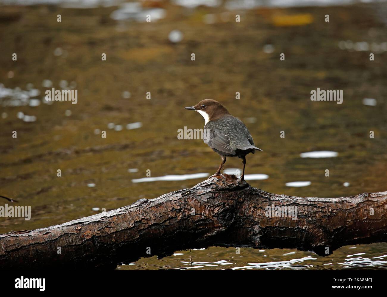 Dipper at nest hi-res stock photography and images - Alamy