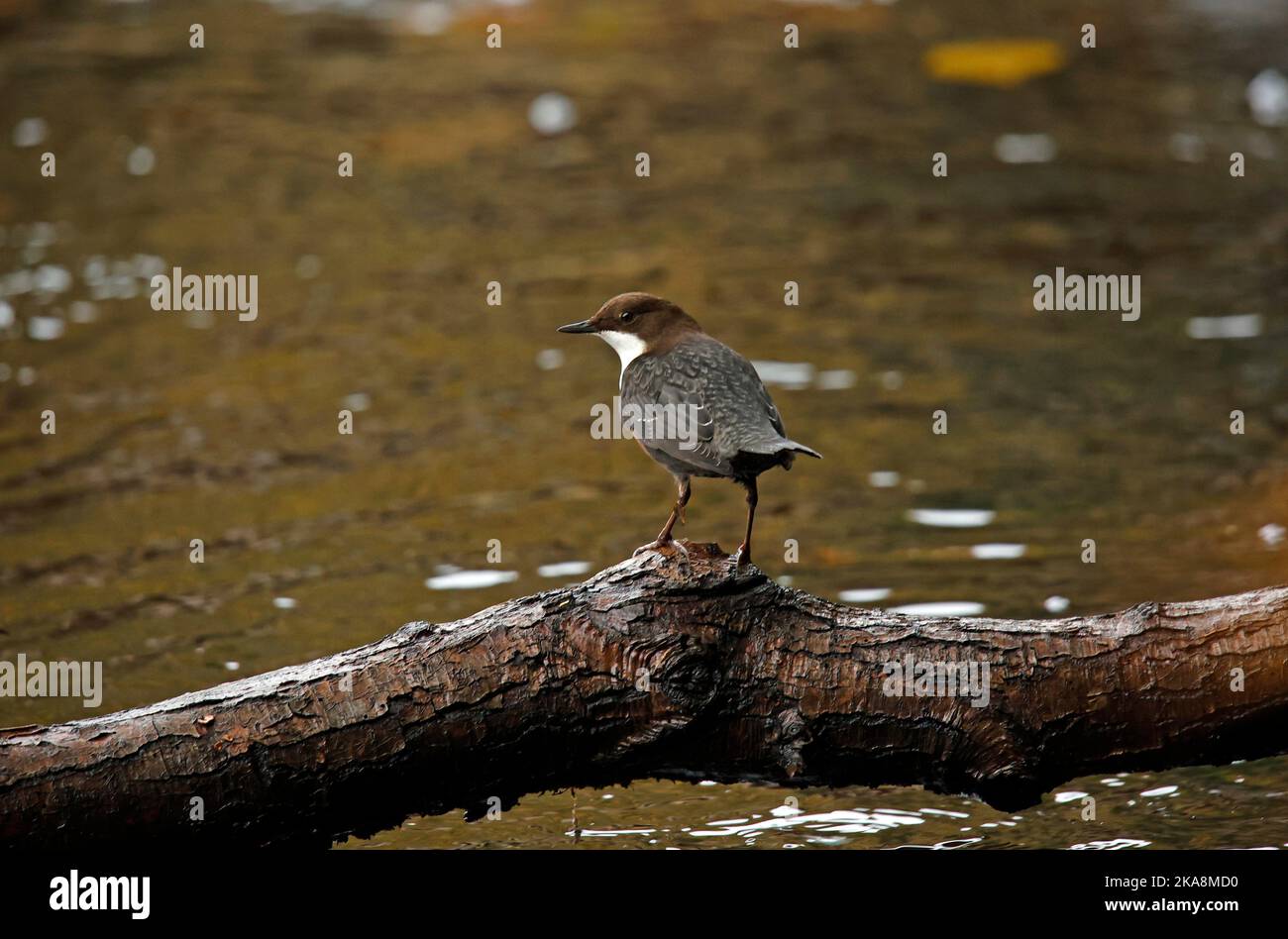 Dipper photographs hi-res stock photography and images - Alamy