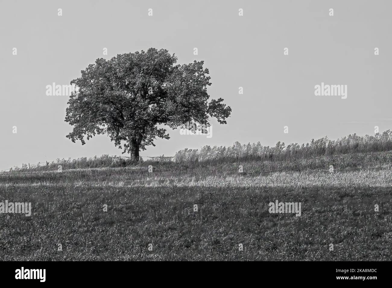 Single tree out in a field with band of subtle shadings in Lake City ...