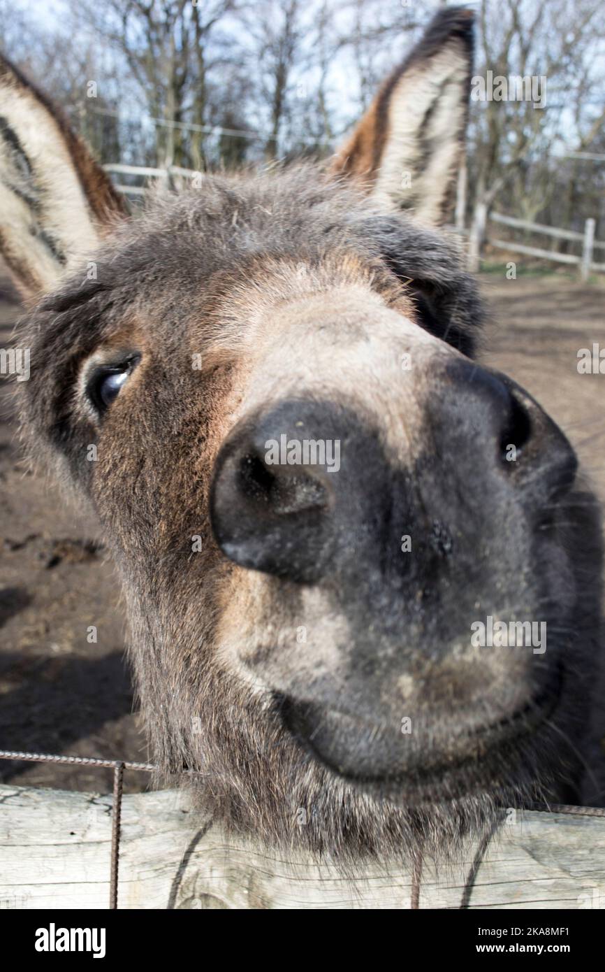 A vertical portrait of a funny donkey Stock Photo - Alamy