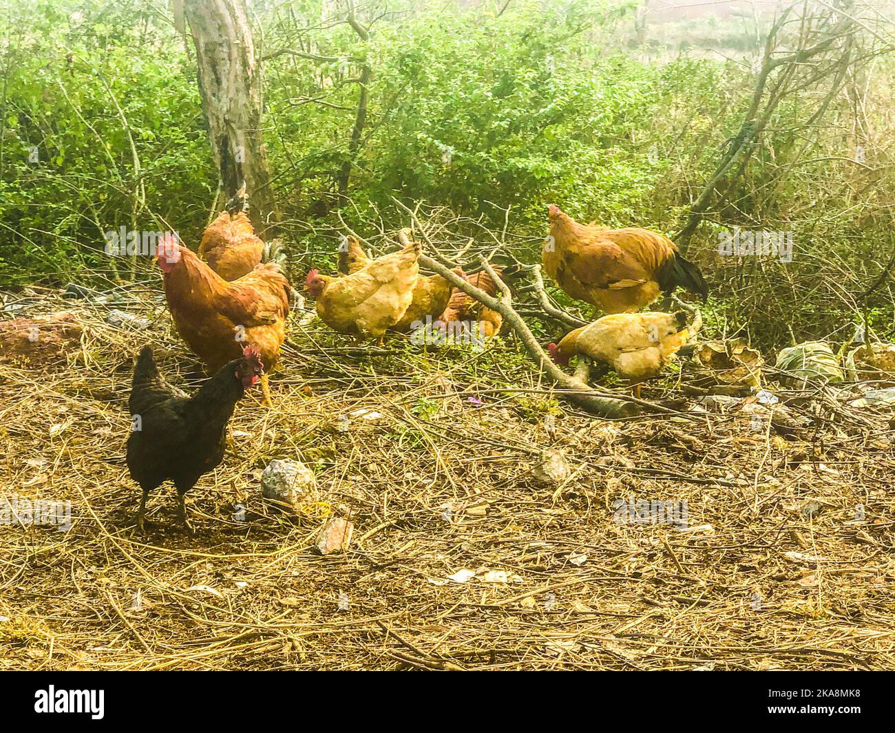 Chicken bird field plants bird hi-res stock photography and images - Alamy