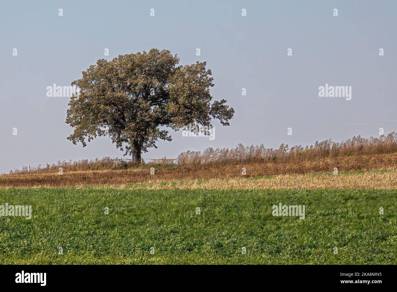 Lone single pasture hi-res stock photography and images - Alamy