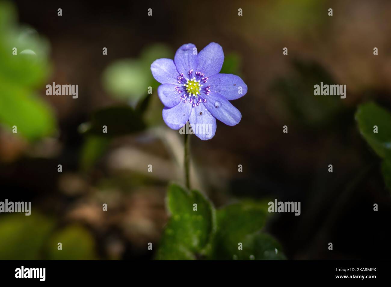 A closeup of a beautiful Hepatica transsilvanica flower in a Botanical ...