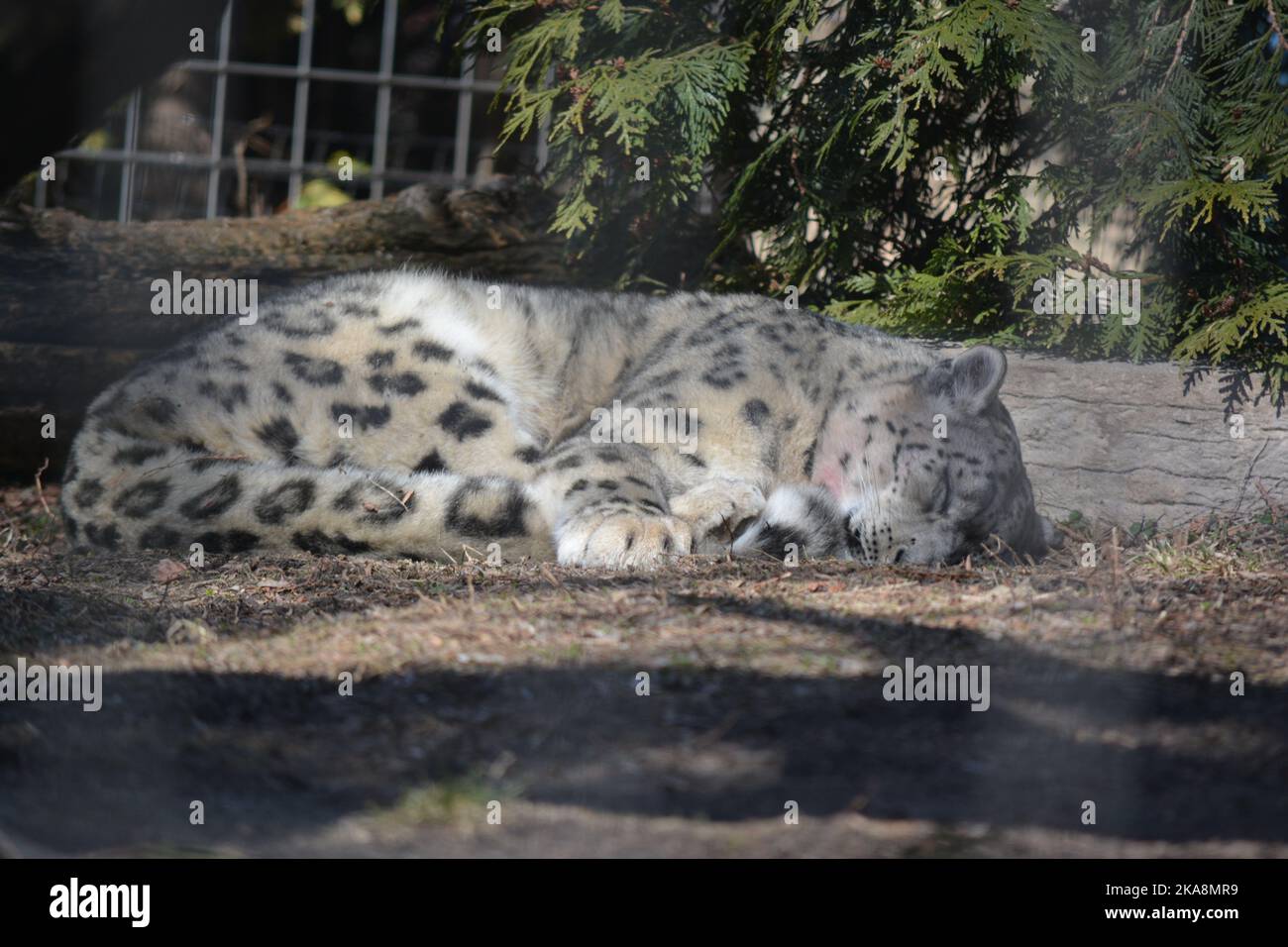 A sleeping snow leopard in a zoo Stock Photo - Alamy