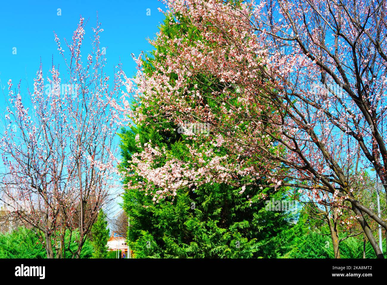 Spring blossoming trees closeup hi-res stock photography and images - Alamy