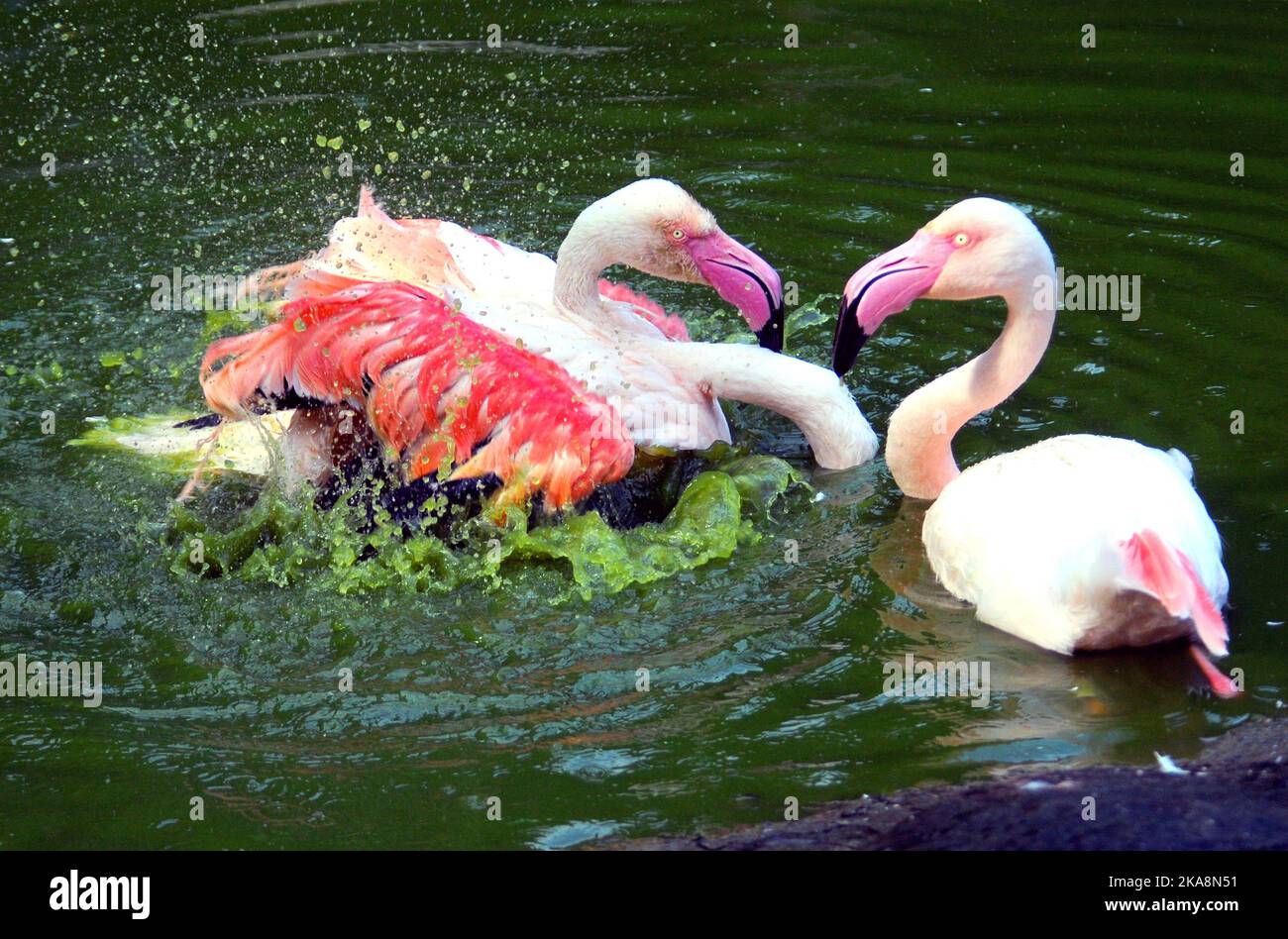 GREATER FLAMINGO BATHING, BIRDWORLD, NEER FARNHAM SURREY. PIC MIKE ...