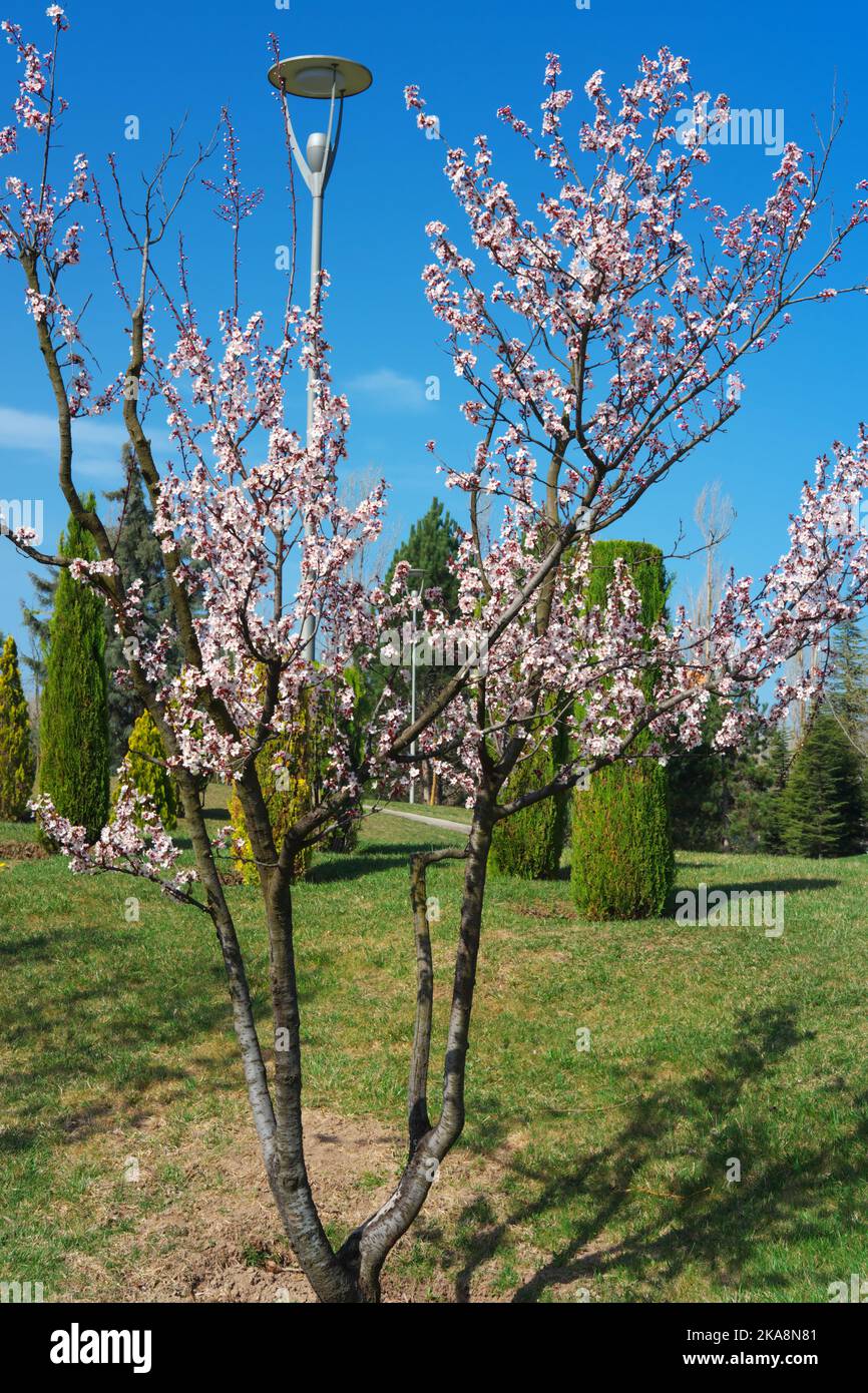 Spring blossoming trees closeup hi-res stock photography and images - Alamy