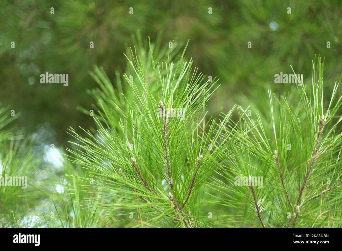 Close Up Pine Tree Green Branches Background Stock Photo - Alamy