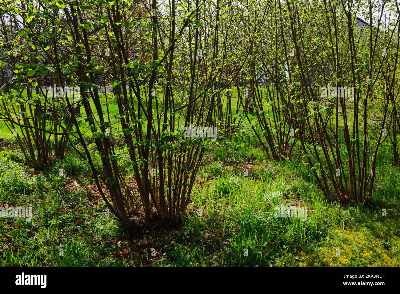 Coppice hazel garden hi-res stock photography and images - Alamy