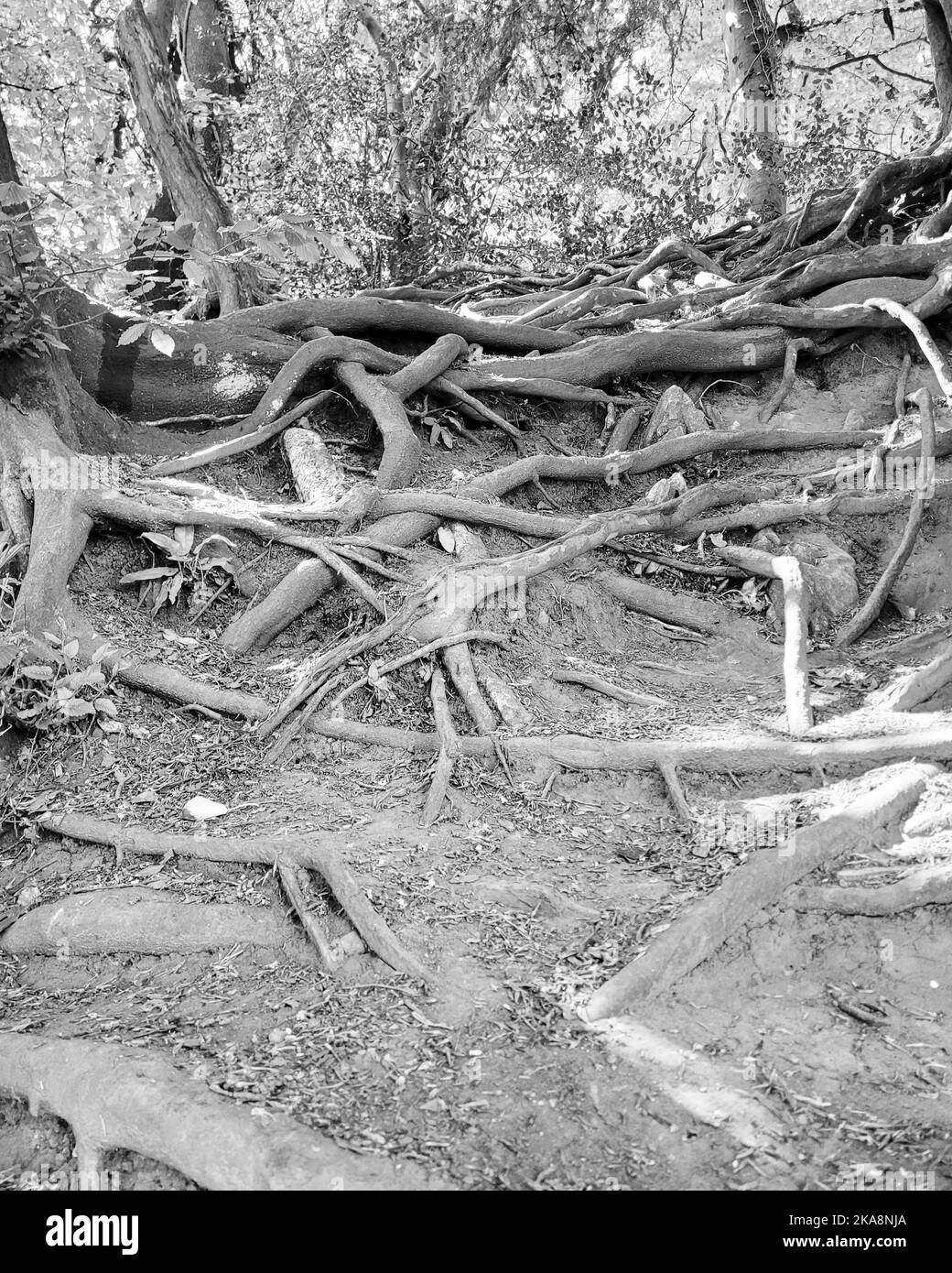 A vertical shot of an old tree roots in black and white Stock Photo - Alamy