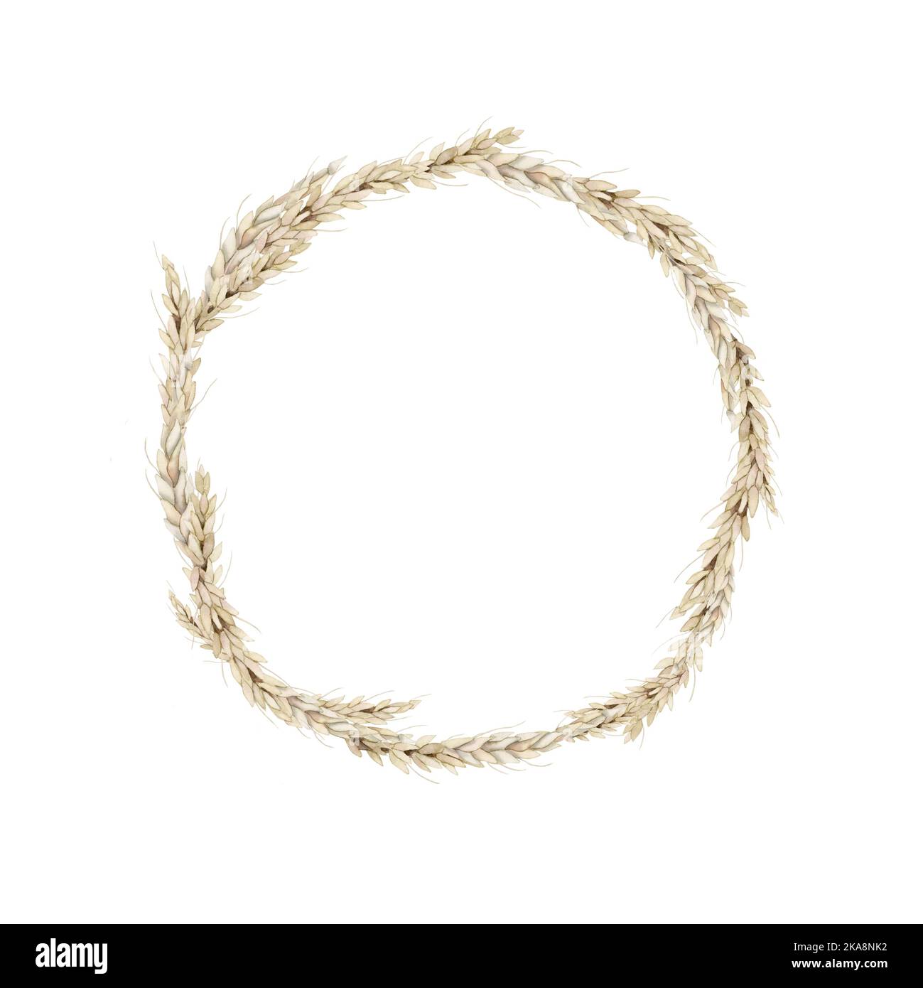 Watercolor cereal wreath. Elegant wheat round frame isolated on white ...
