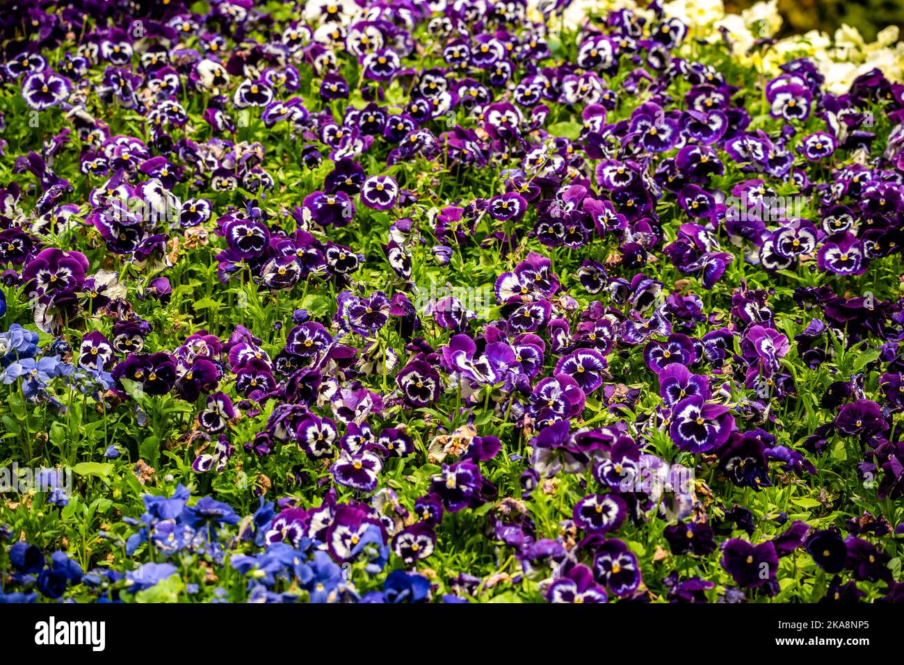 A scenic view of colorful wild pansy flowers in a garden in daylight ...