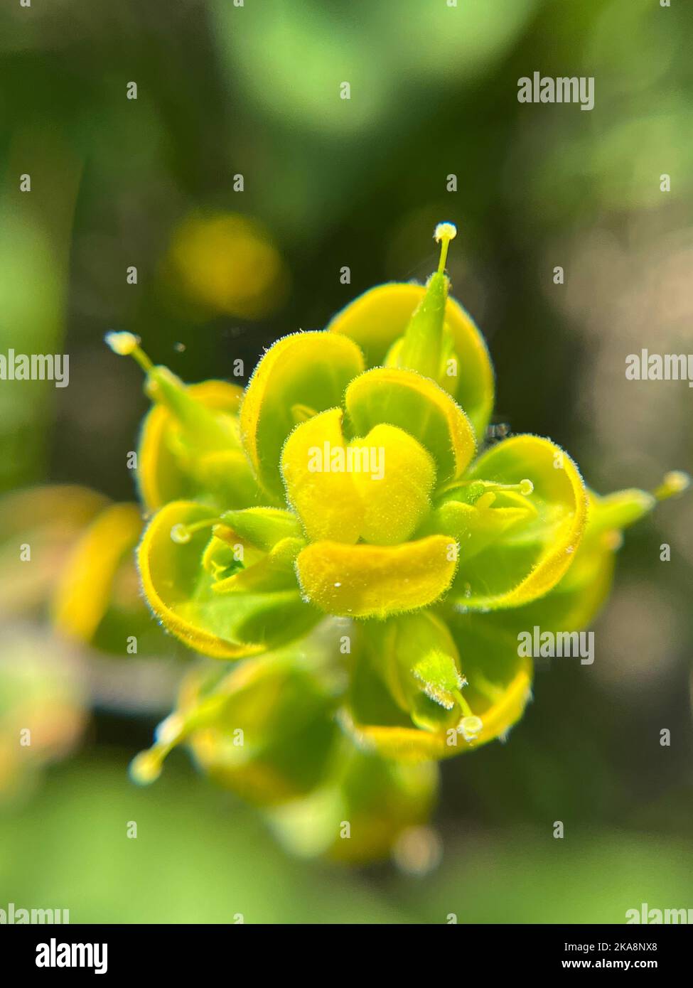 Indian paintbrush flower botanical hi-res stock photography and images ...