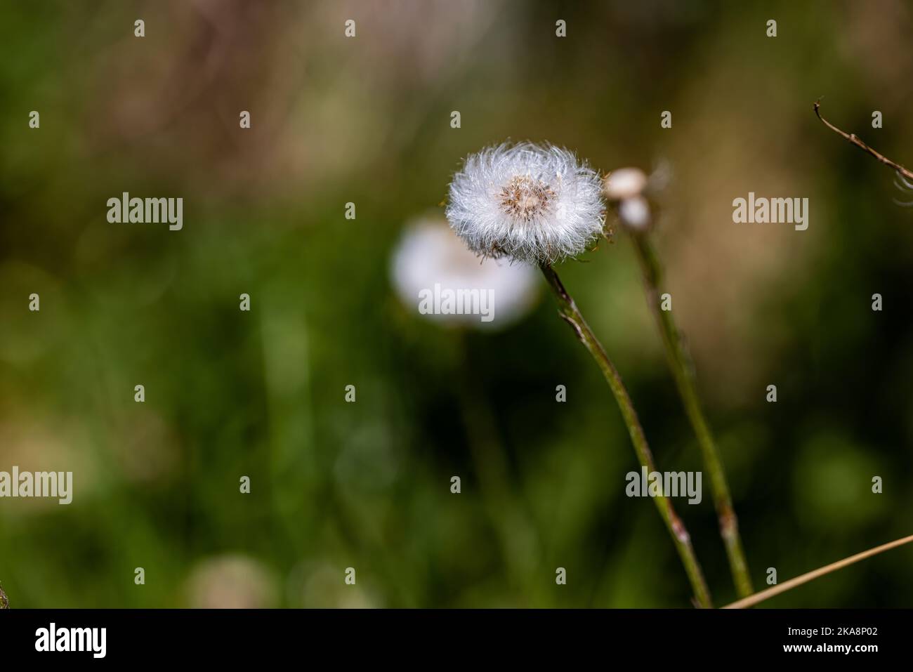 Flower frogs hi-res stock photography and images - Alamy